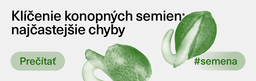 klicenie_konopnych_semien.jpg